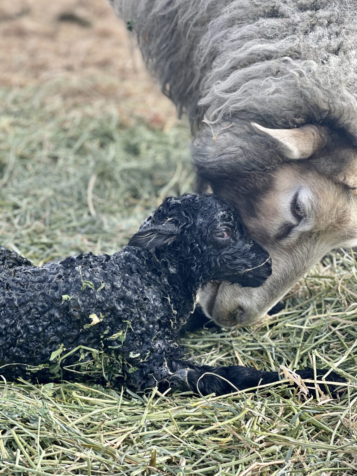 Preparing for Lambing Season! - Blooming Joy Farm