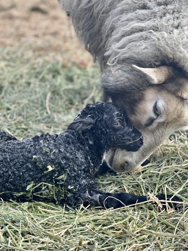 Preparing for Lambing Season! - Blooming Joy Farm