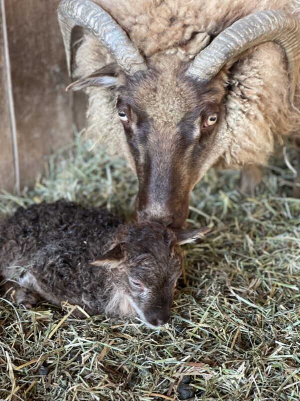Preparing for Lambing Season! - Blooming Joy Farm