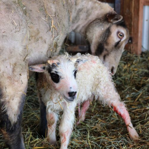 Lamb Care: Nurturing the Next Generation - Blooming Joy Farm