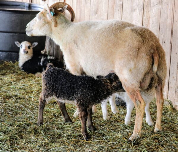 Lamb Care: Nurturing the Next Generation - Blooming Joy Farm