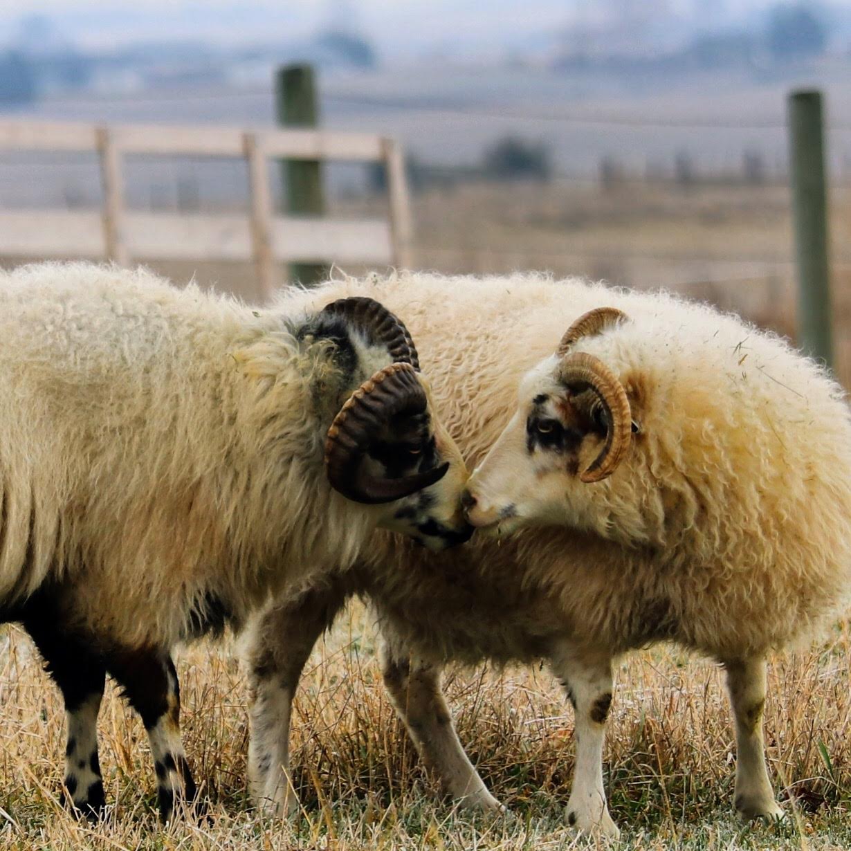 Caring for the Ram: Respect, Structure & Safety - Blooming Joy Farm