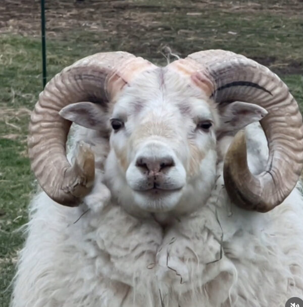 Caring for the Ram: Respect, Structure & Safety - Blooming Joy Farm